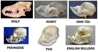 Brachycephalic Obstructive Airway Syndrome or BOAS • COR Veterinary ...