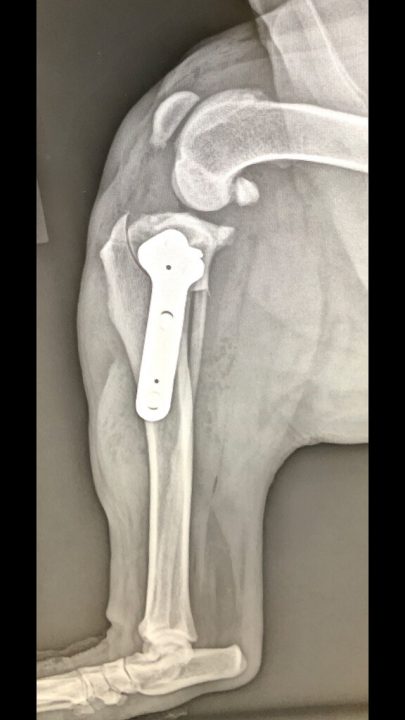 Post Tibial-Plateau-Leveling Osteotomy (TPLO) Surgery • COR Veterinary ...